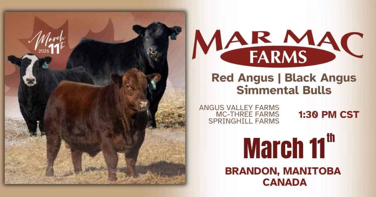 Mar Mac Farms Bull Sale: Red Angus, Angus & Simmental • Ranch Channel
