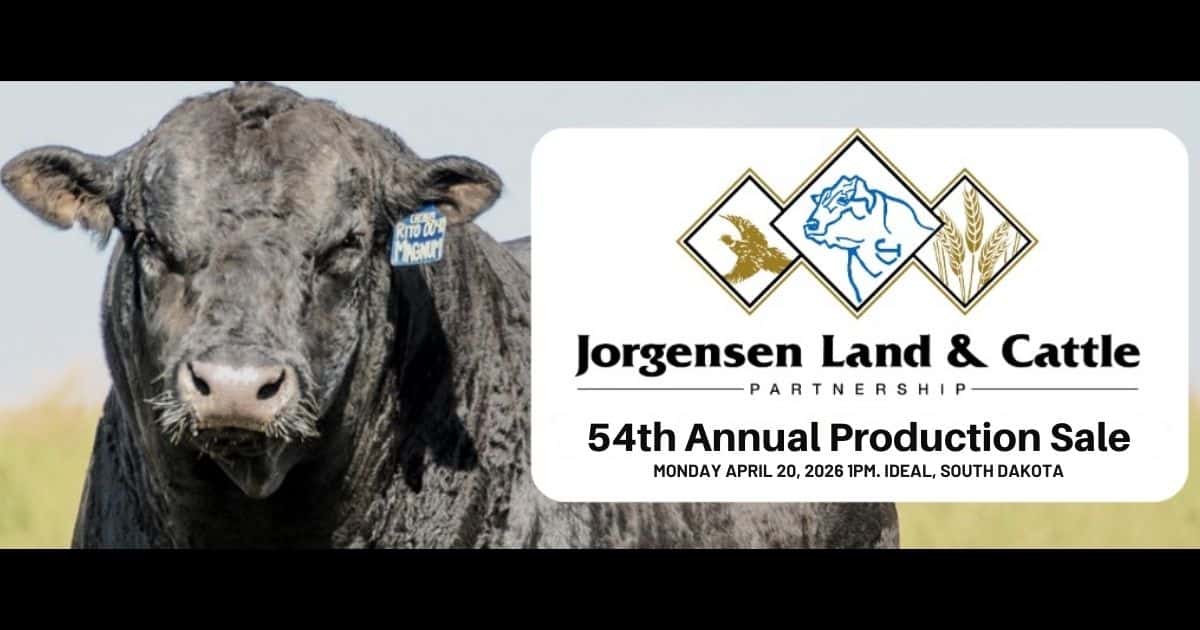Jorgensen Land & Cattle Top Cut Angus Bull Sale • Ranch Channel