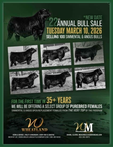 Wheatland Cattle Company: Simmental & Angus Bull Sale • Ranch Channel