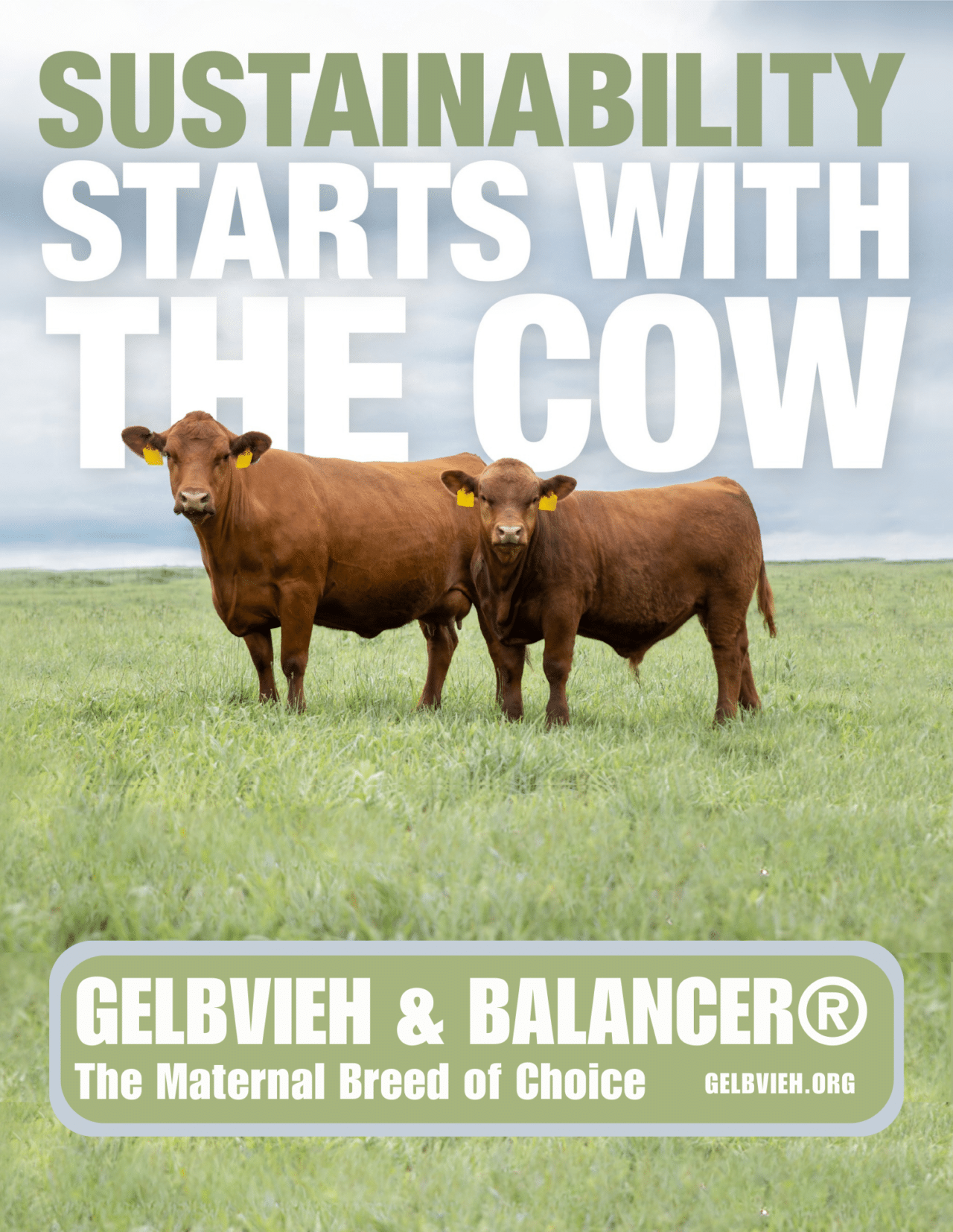 AMERICAN GELBVIEH ASSOCIATION (AGA) • Ranch Channel