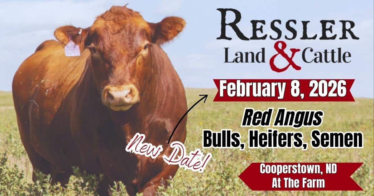 Ressler Land & Cattle Red Angus: Bulls, Heifers & Semen For Sale ...
