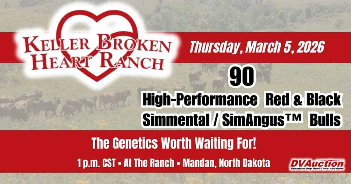Keller Broken Heart Ranch Simmental and SimAngus Bulls For Sale • Ranch ...