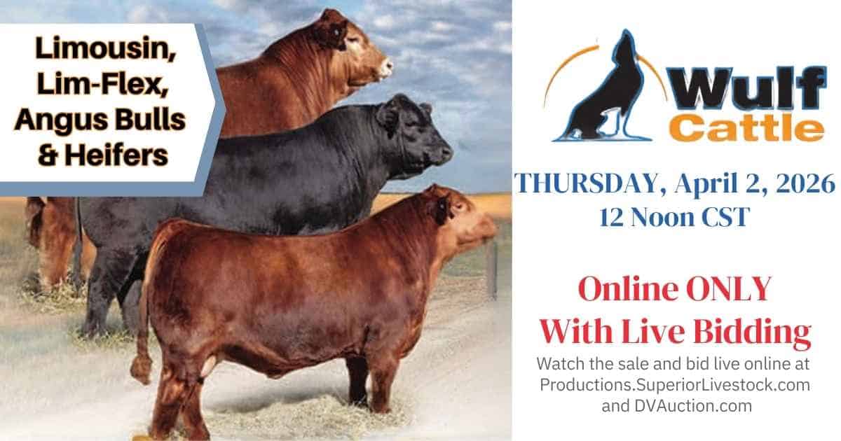Wulf Cattle: Limousin, Lim-Flex, Angus Bull & Heifer Sale • Ranch Channel