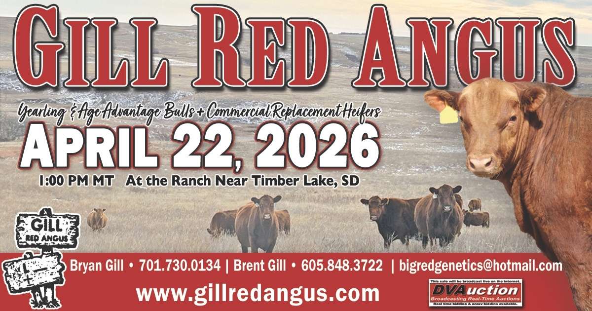 Gill Red Angus Bull and Heifer Sale • Ranch Channel