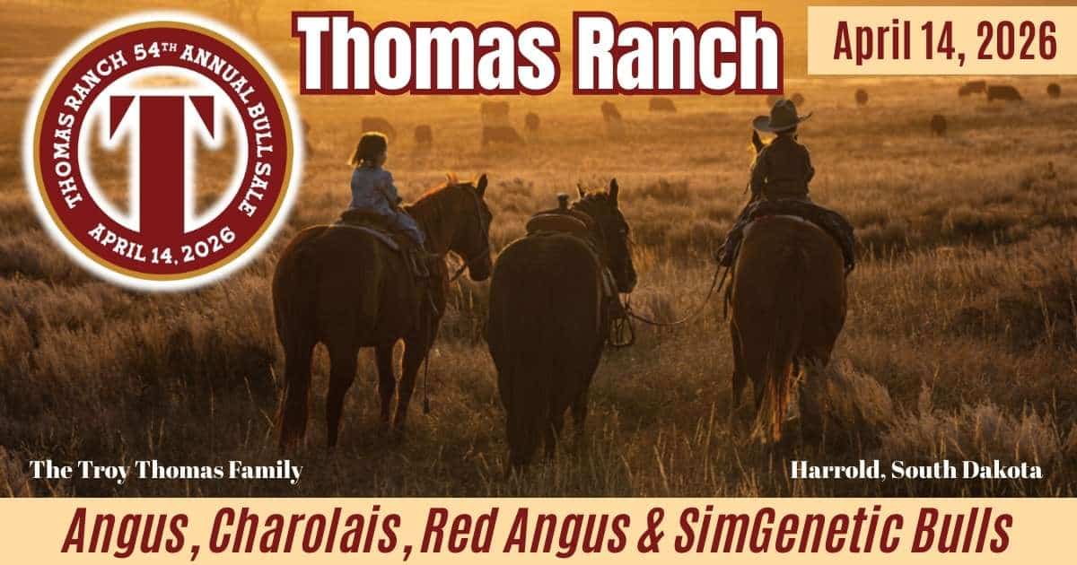 Thomas Ranch: Angus, Charolais, Red Angus & SimGenetic Bull Sale ...