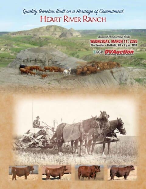 Heart River Ranch: Red Angus Bull & Heifer Sale • Ranch Channel