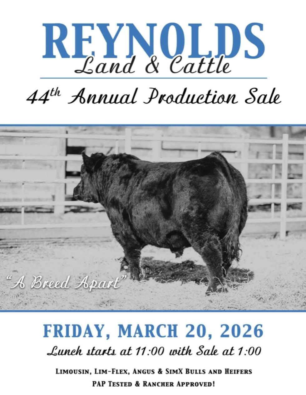 Reynolds Land & Cattle: Limousin, Lim-Flex, Angus, Simmental cross Bull ...