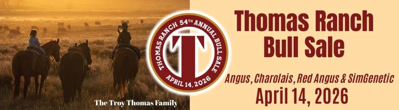 Thomas Ranch: Angus, Charolais, Red Angus & SimGenetic Bull Sale ...